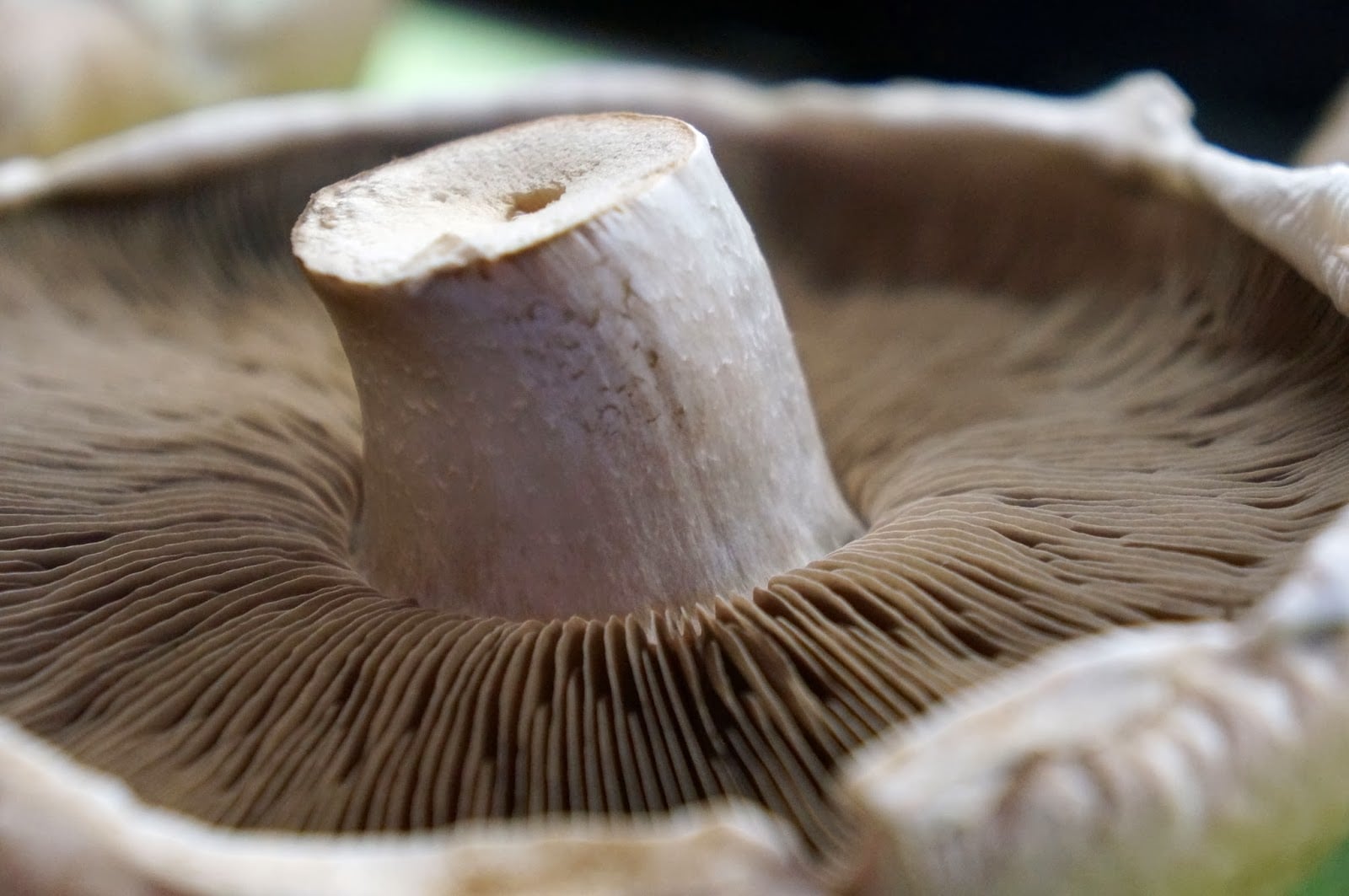 Risotto Con Funghi By Stirred - Luxury Cooking Holidays in Italy & Beyond